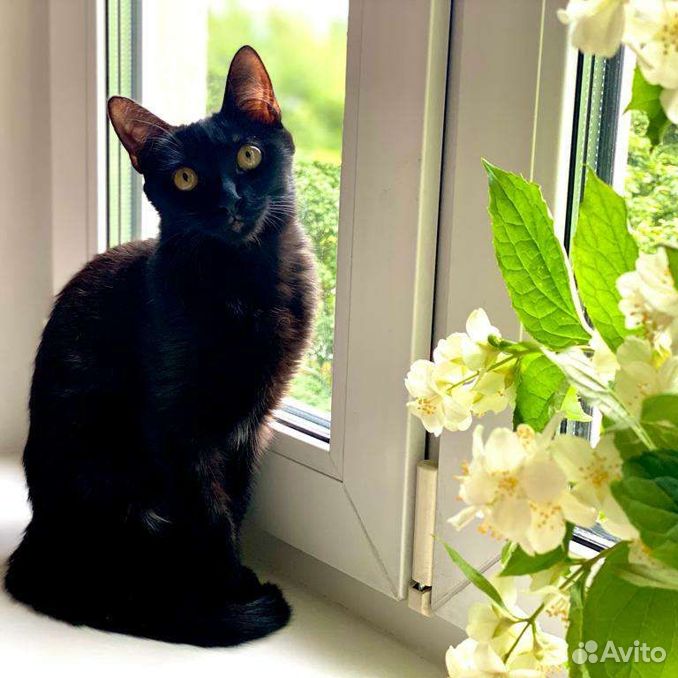 Черный котенок 6 мес мальчик