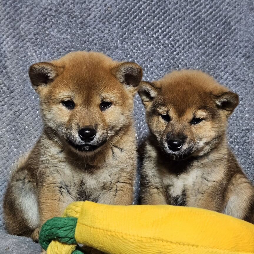 Щенки сиба ину