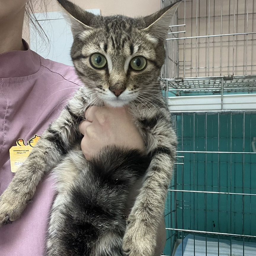 Котенок в добрые руки