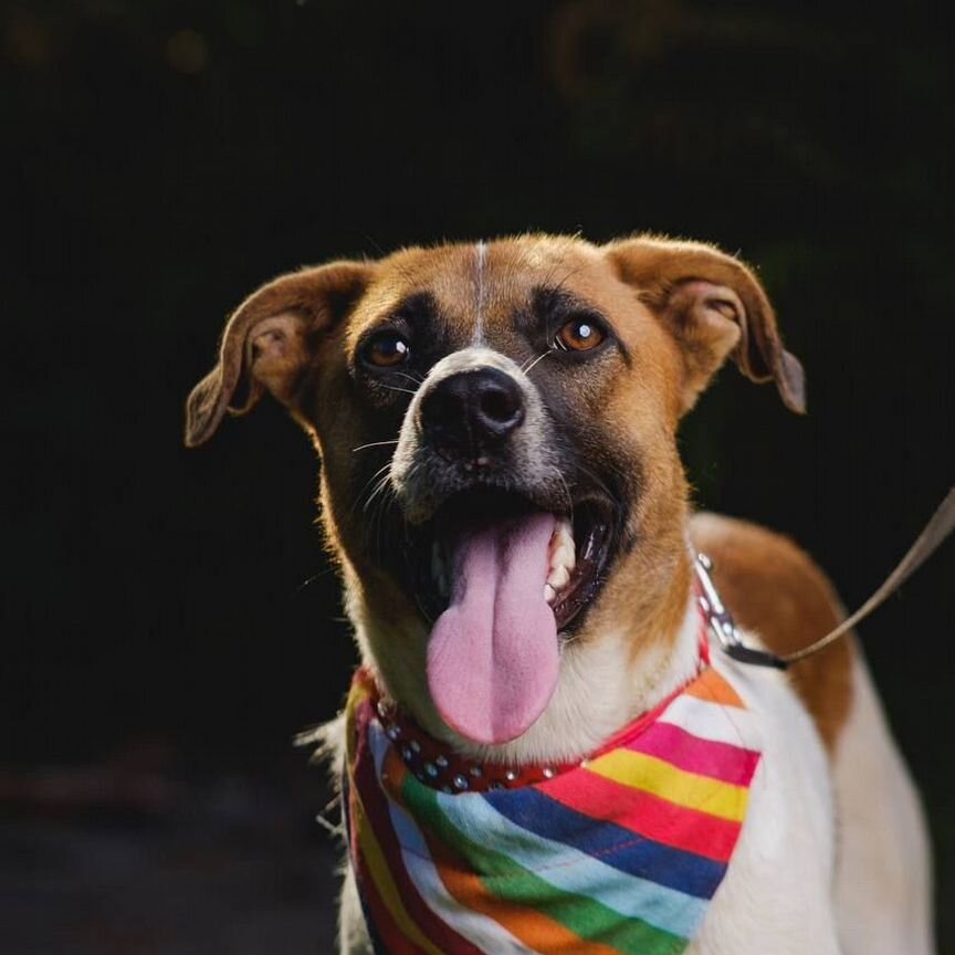 Собачка Терри