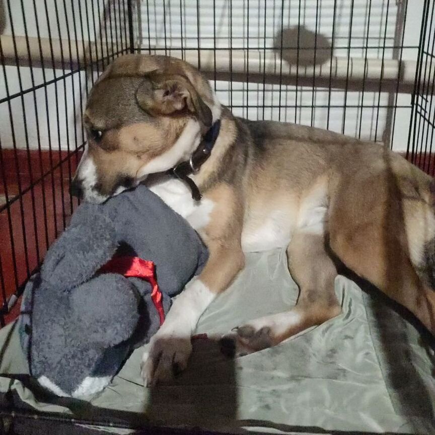 Собака в добрые руки