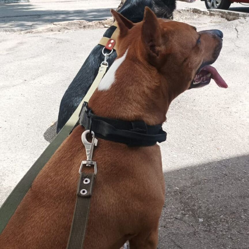 Отдам в добрые руки Стаффа