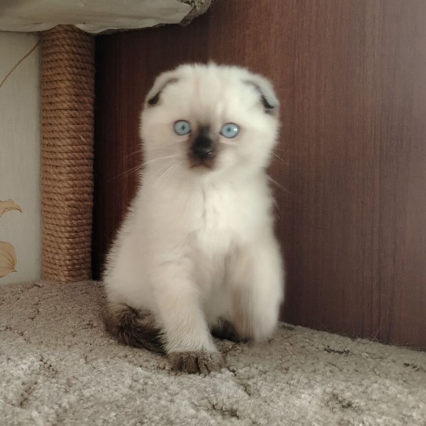 Шотландский мальчик