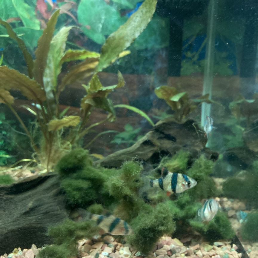 Суматранский барбус