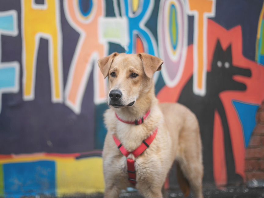 Собака Банни ищет дом