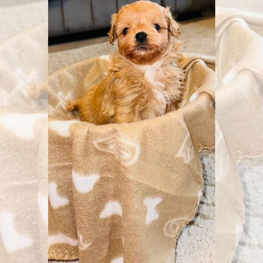 Мальтипу, щенок