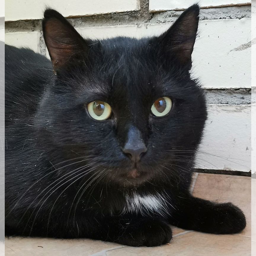 Взрослый кот в добрые руки