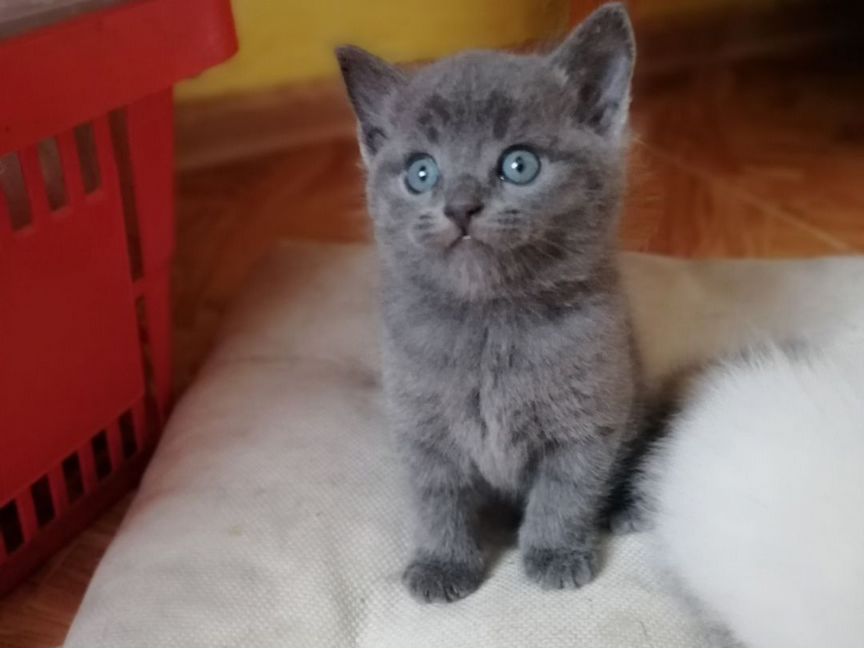 Котята порода шартресс