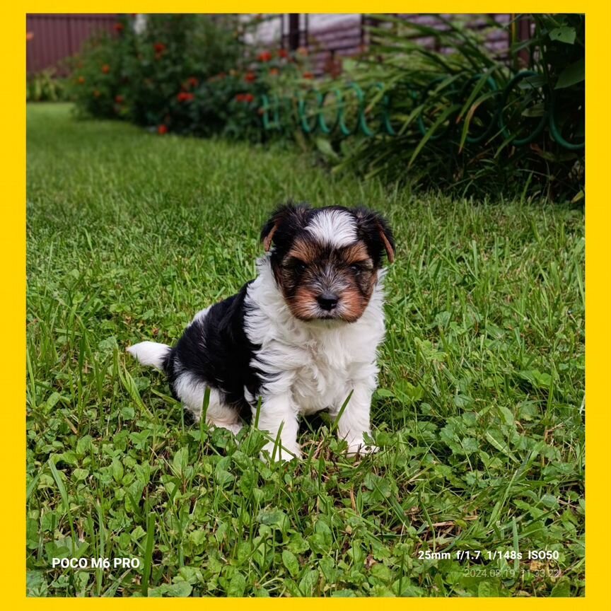 Бивер терьер мальчик