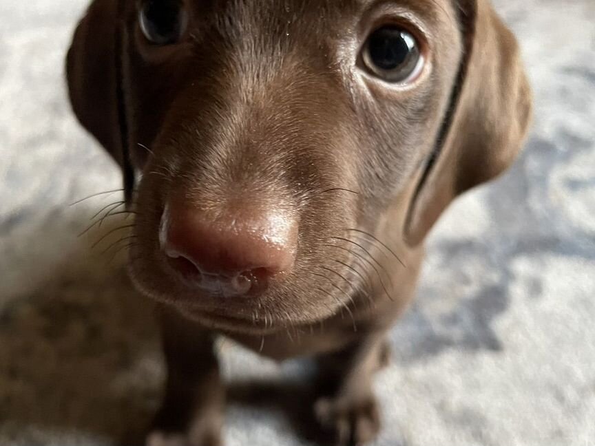 Шенки таксы