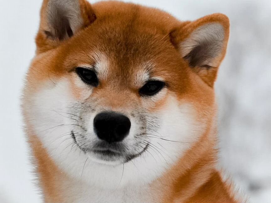 Сиба ину питомник