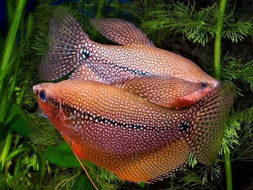 Рыбка гурами голубая, мраморная, жемчужная.золотая