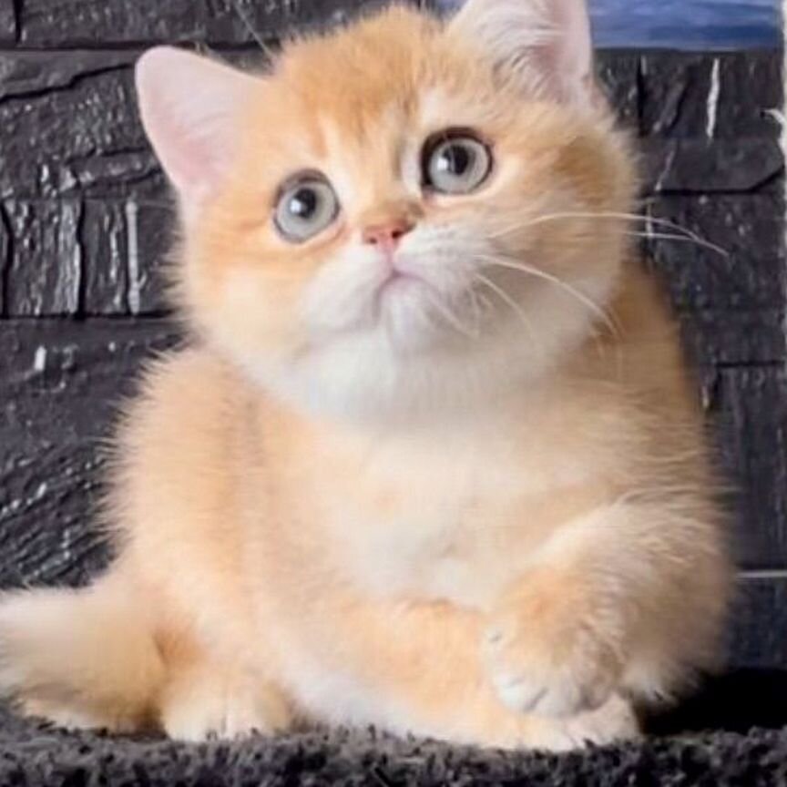 Британская клубная девочка