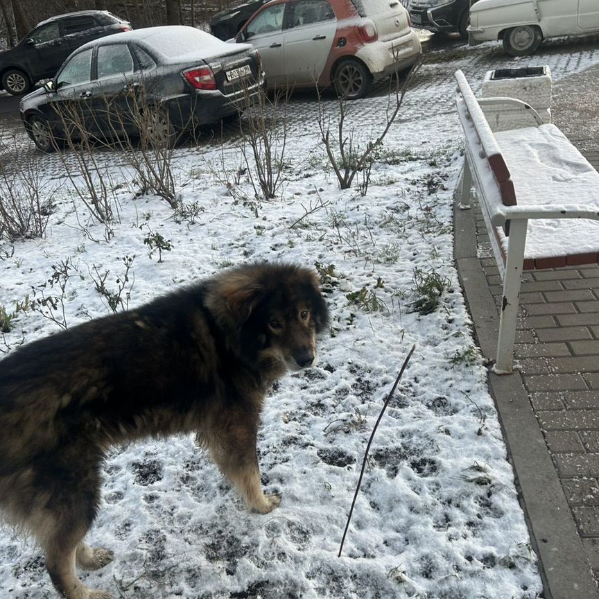 Добрый пес ищет дом