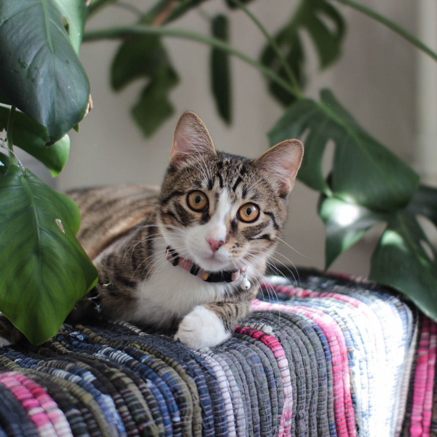 Котенок 7 месяцев в добрые руки