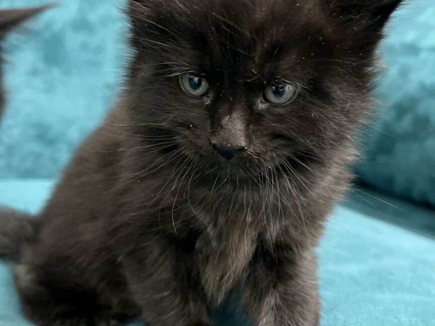 Мейн-кун девочка