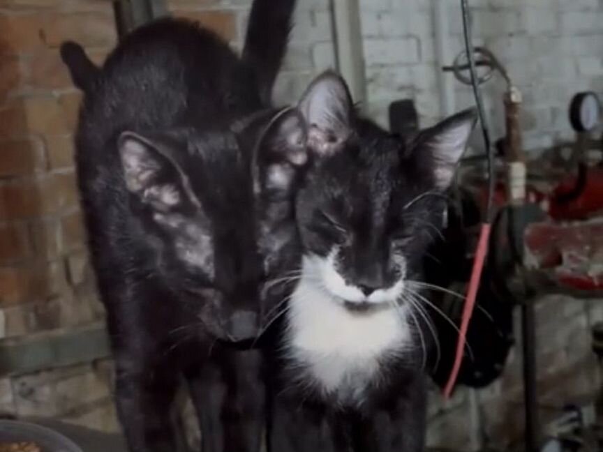 Роберт и Монро (котята, 6-6,5 мес.)