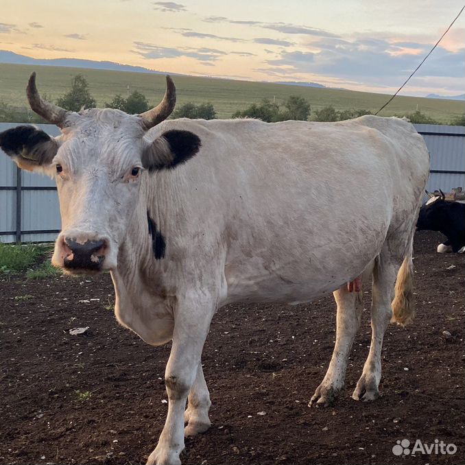 Породистые коровы Голштин, Симментальская