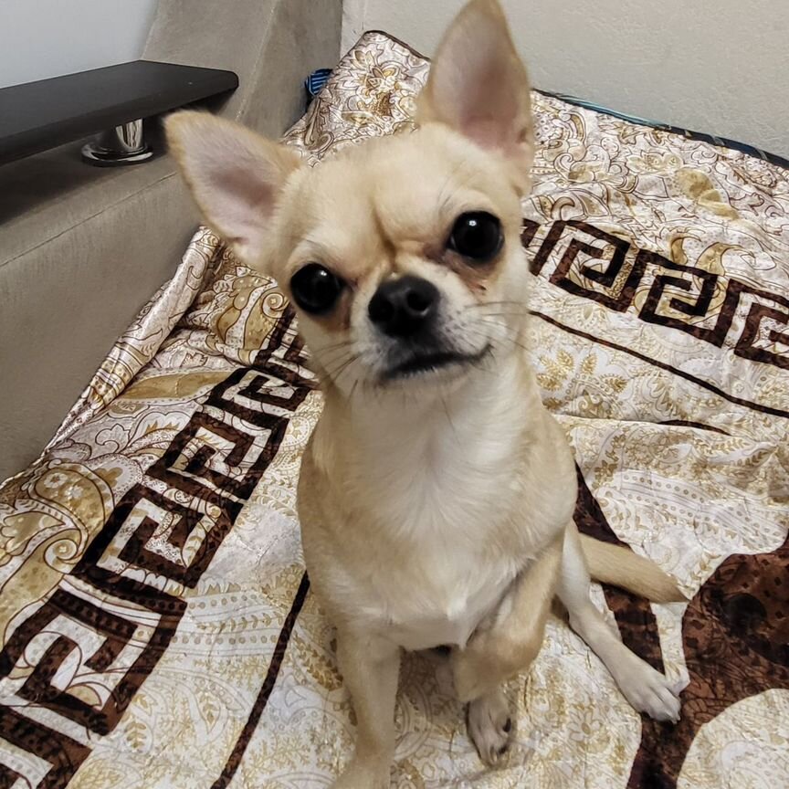 Чихуахуа дама, нужен жених