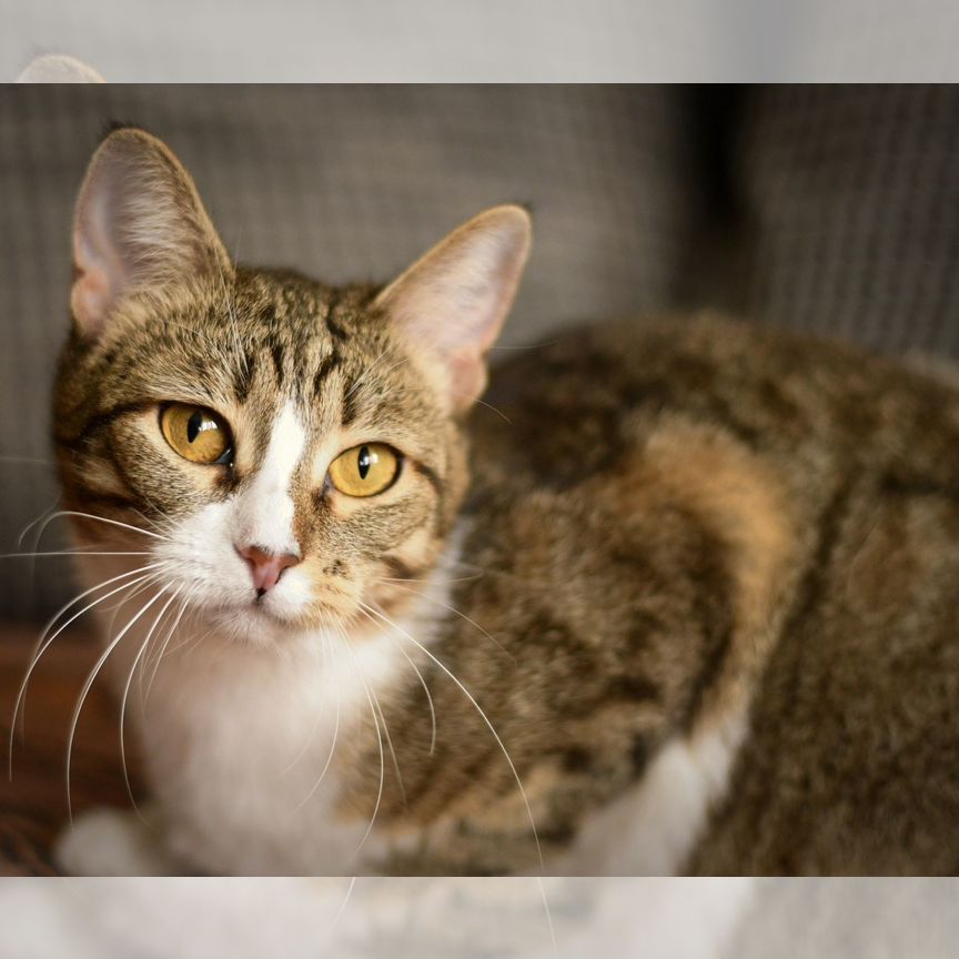 Взрослая кошка из приюта