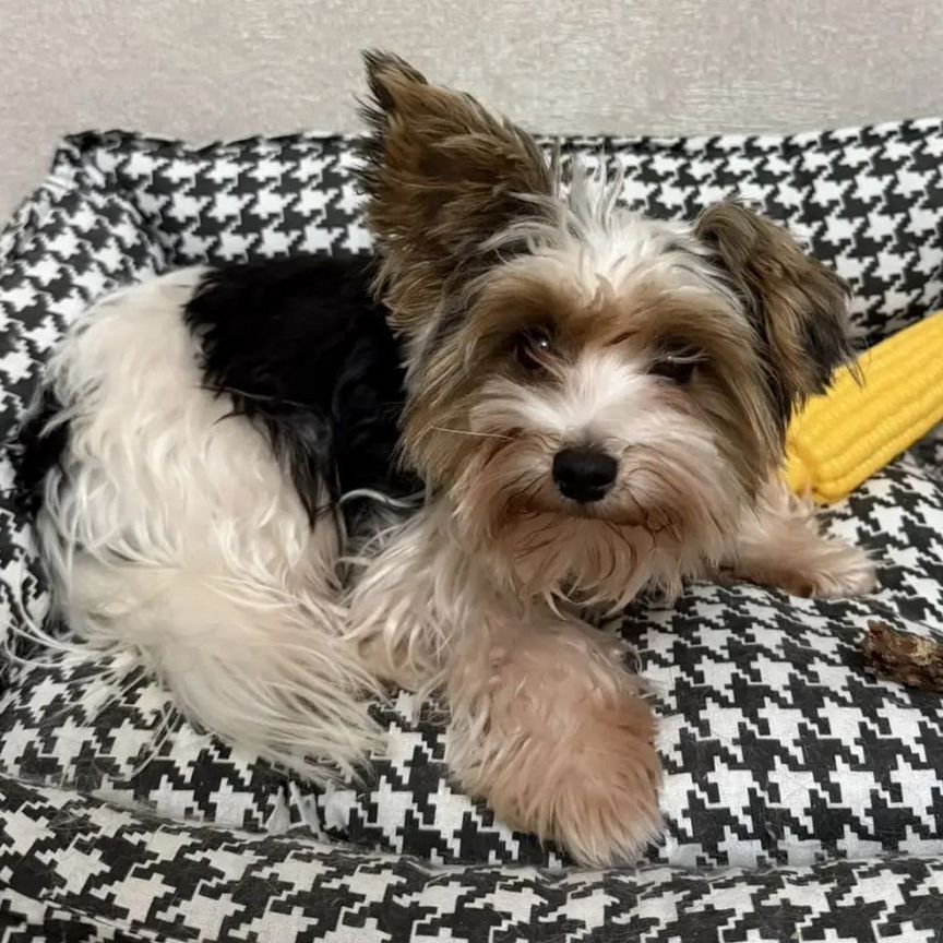 Бивер-йоркширский терьер, щенок