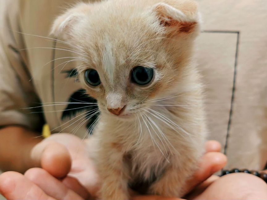 Вислоухий котенок ищет дом