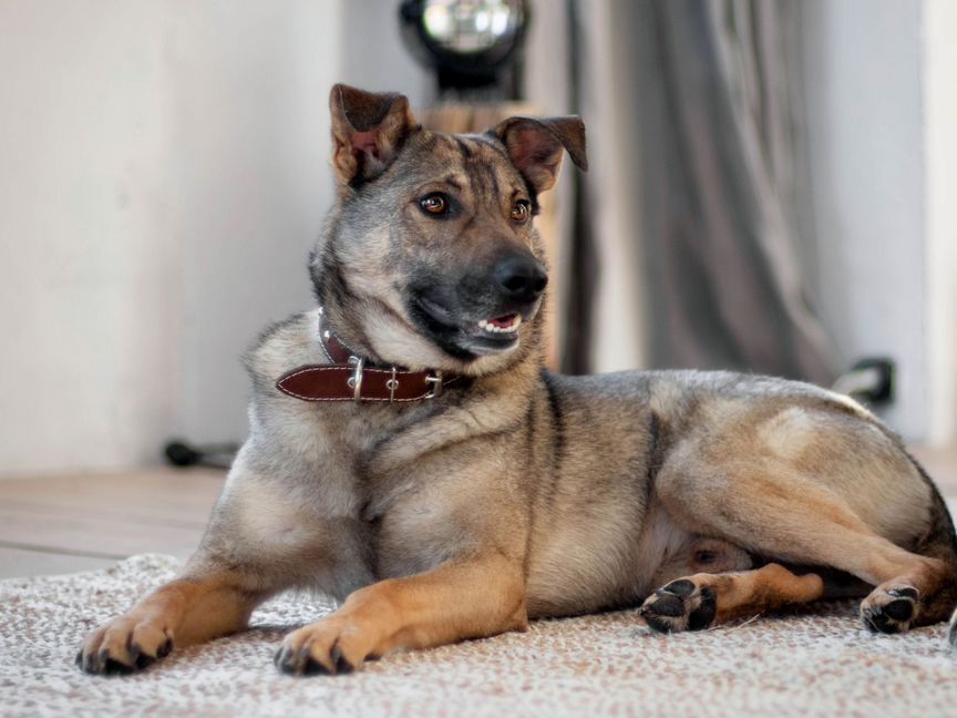 Собака в добрые руки