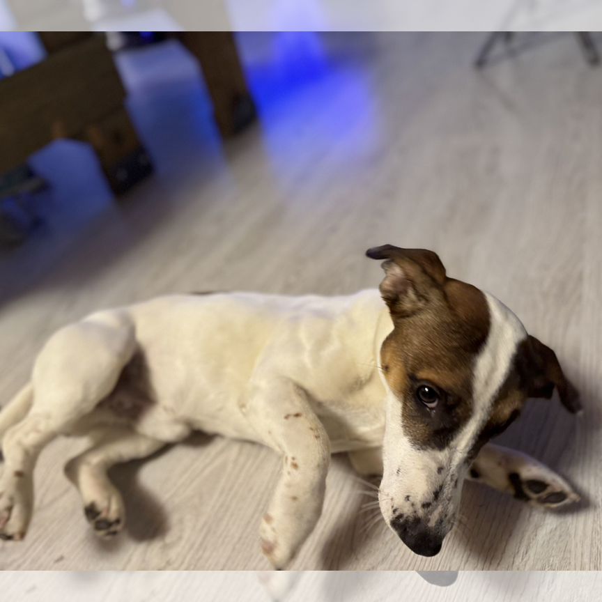 Собака джек рассел