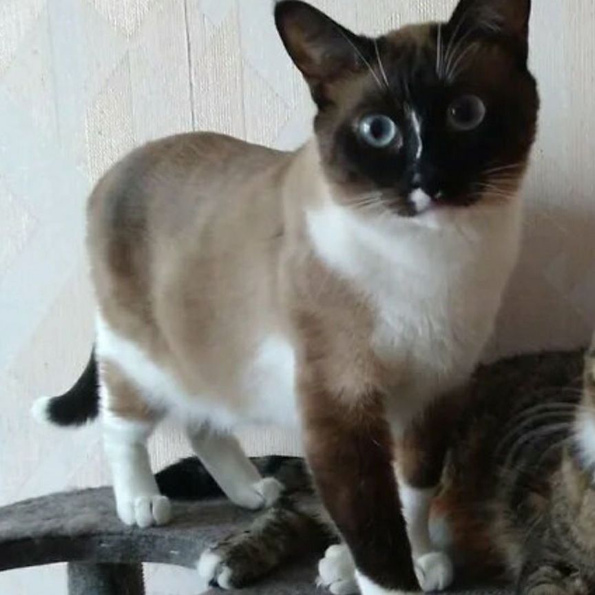 Сиамский кот бесплатно