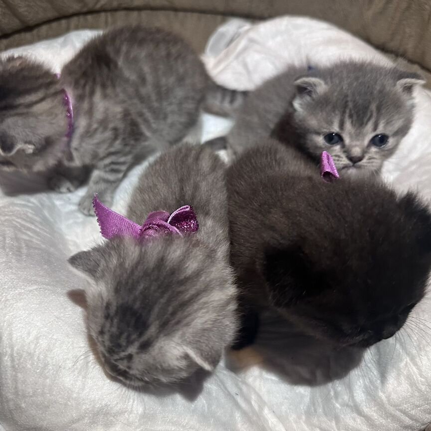 Шотландская котята бронь