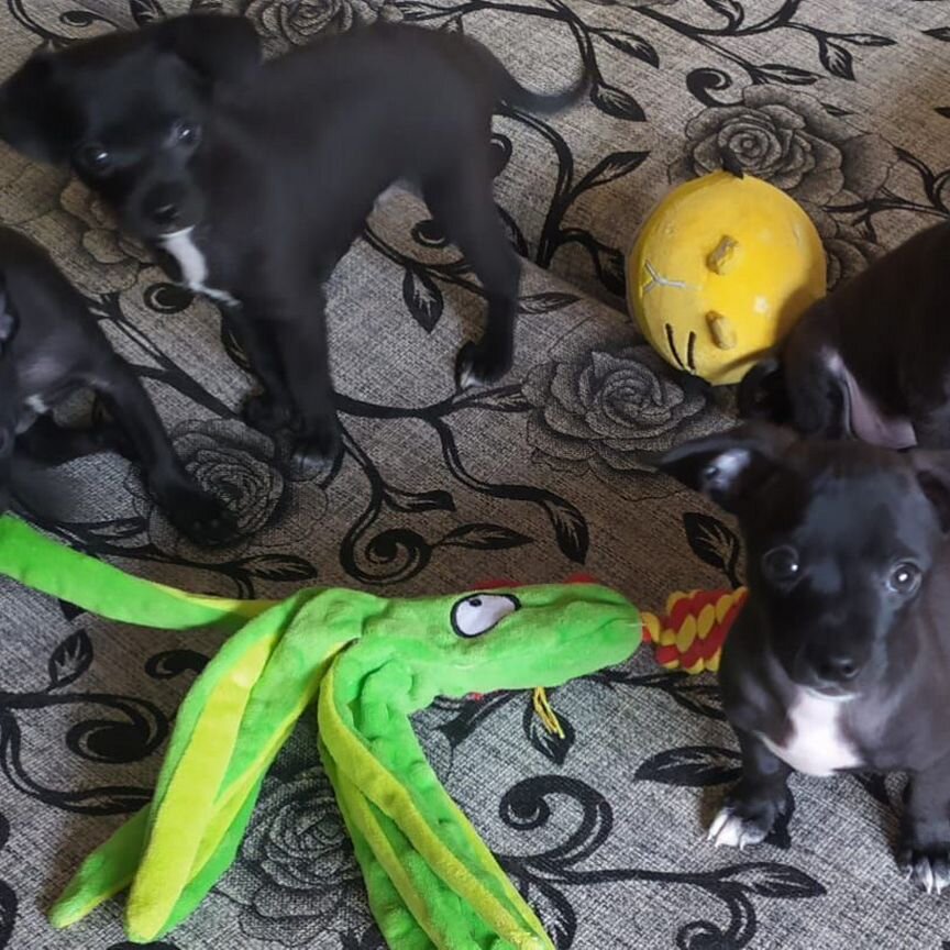 Щенки чихуахуа