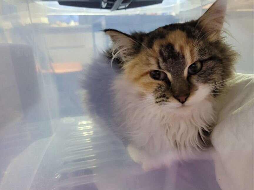 Котенок из пустого СНТ