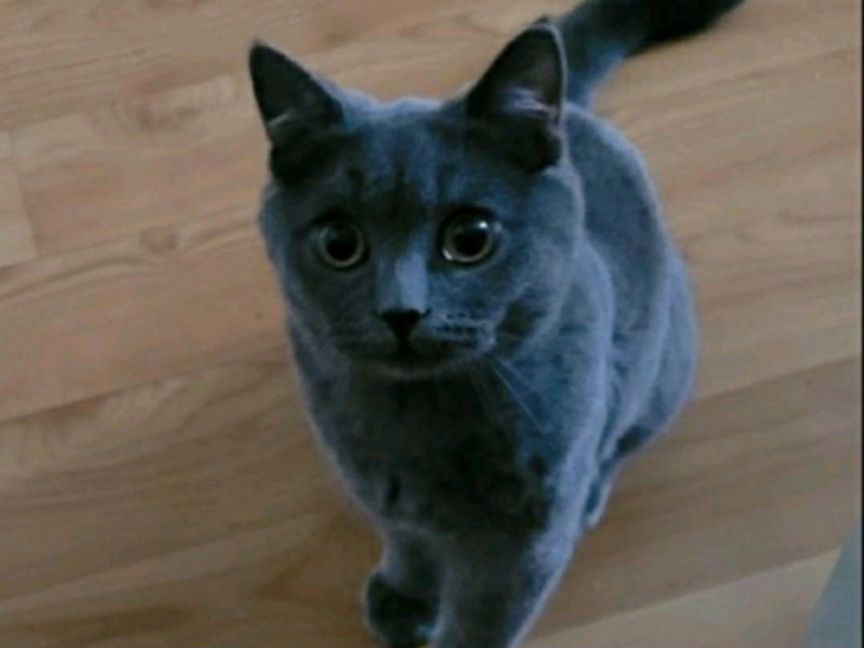 Котенок подросток