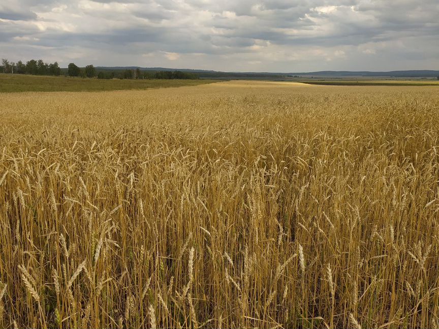 Зерно пшеница оптом