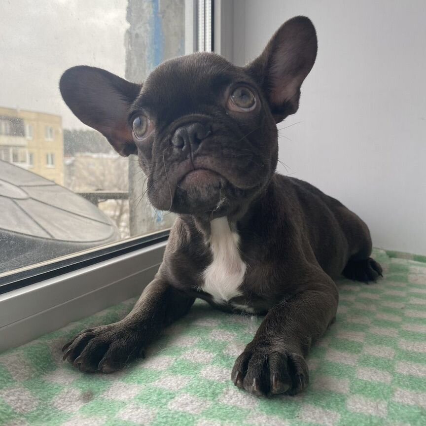 Французский бульдог шоколад