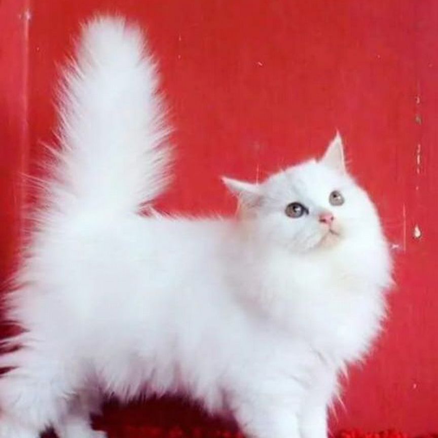 Белоснежный кот в добрые руки