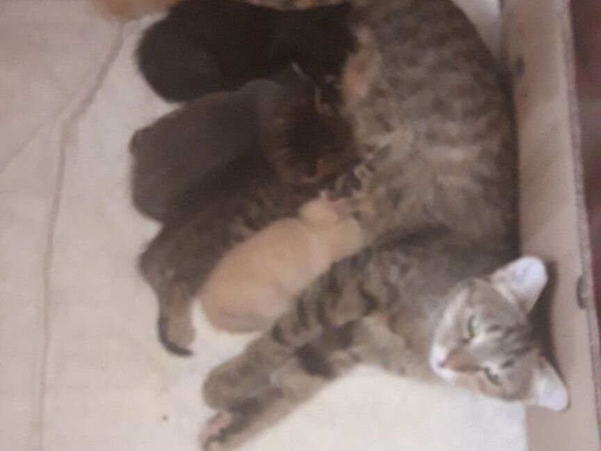 Котята в добрые руки