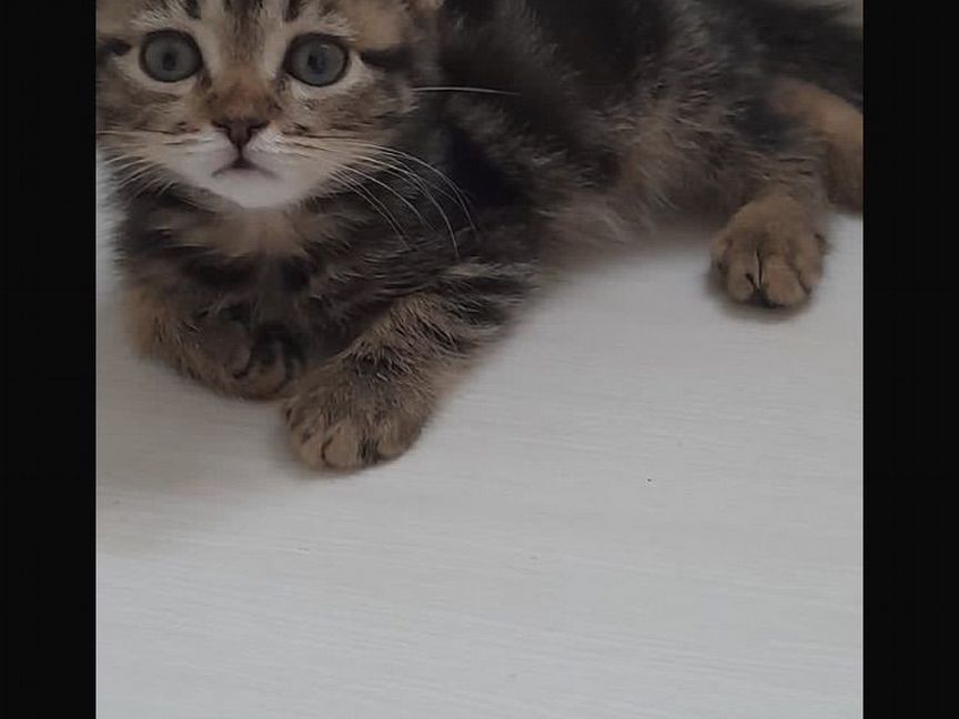 Кошка британец
