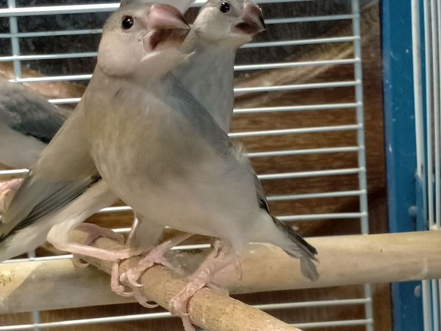 Рисовые амадины