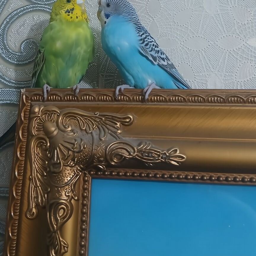 Волнистый попугай