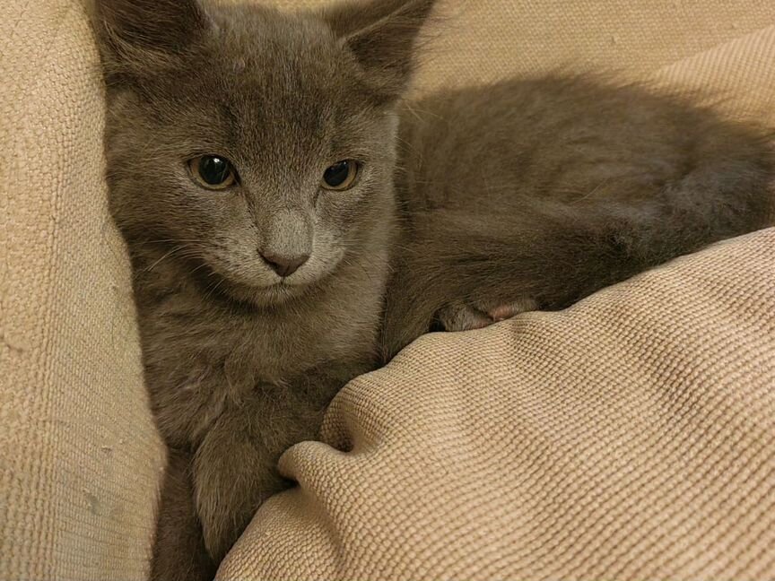 Отдам котенка в добрые руки