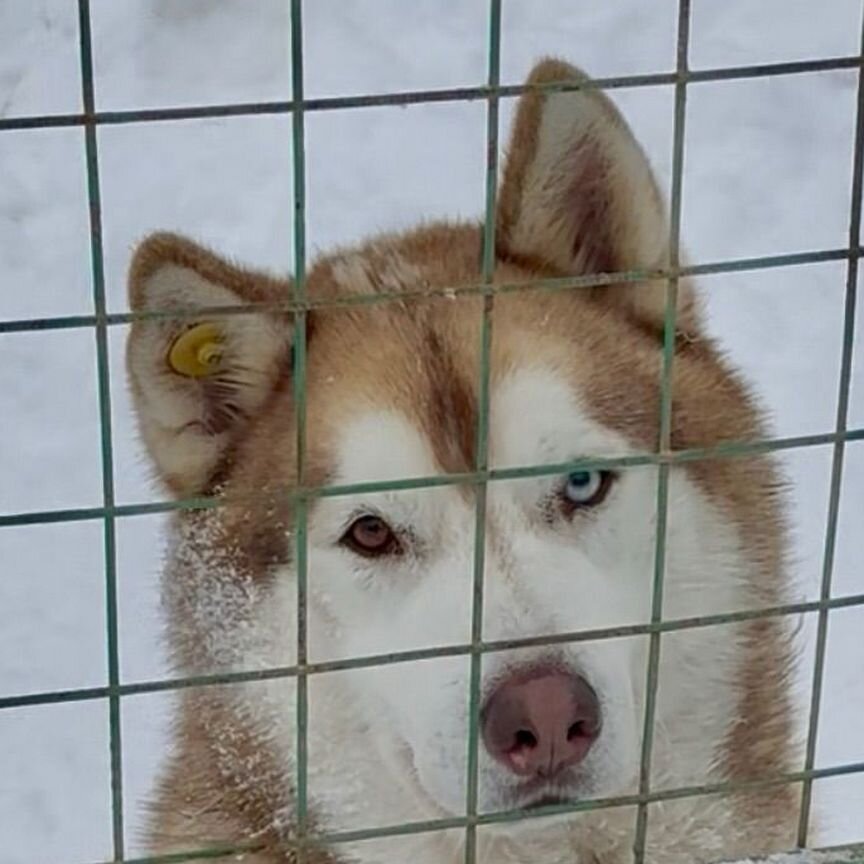 Сибирский хаски, взрослый пёс