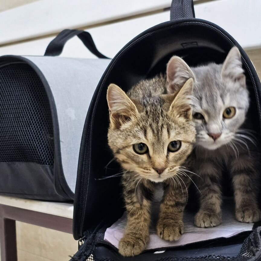 Котята мальчики Остались одни без хозяина и дома