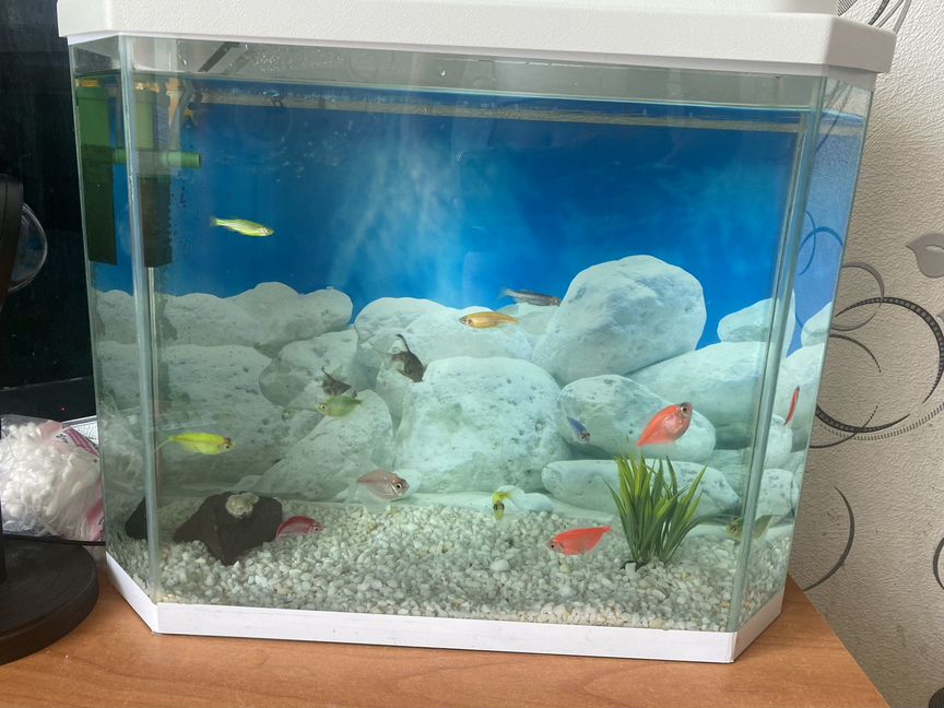 Аквариум с рыбками