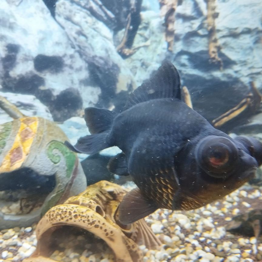 Бронь. Телескоп чёрный рыбка