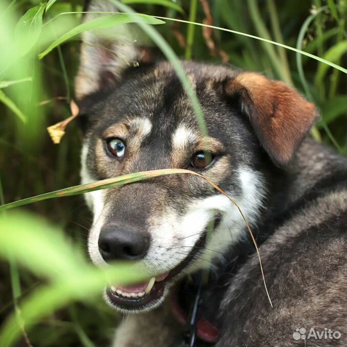 Собака Эмма ищет дом