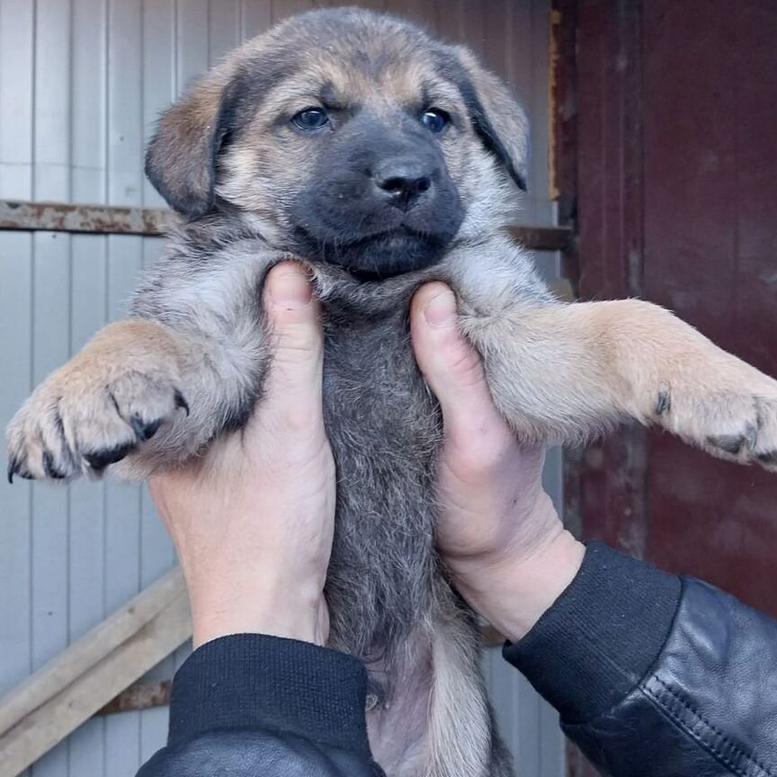 Домашние животные собаки