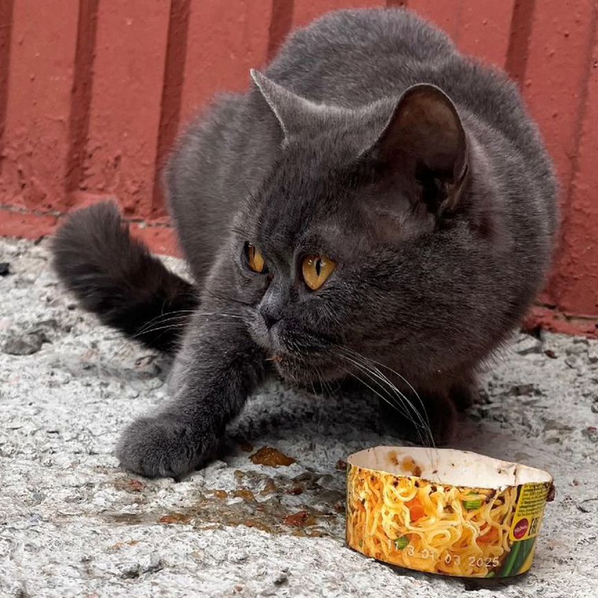 Британские котята
