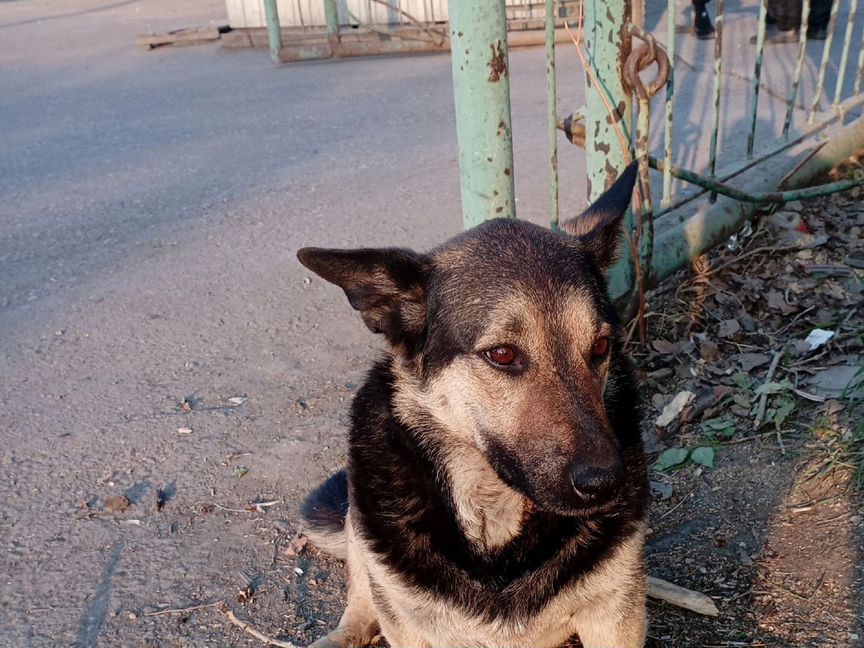 Собака в добрые руки