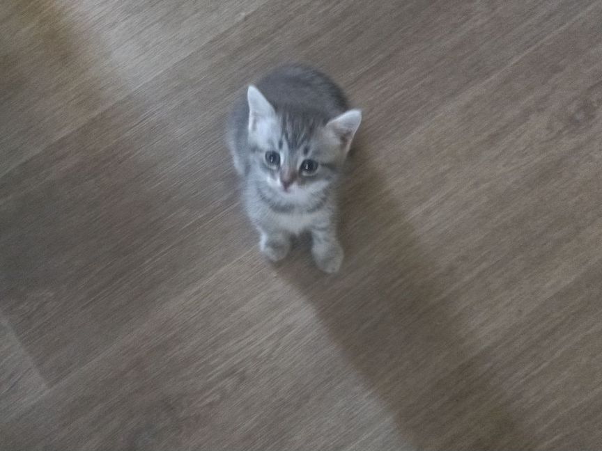 Котята в добрые руки бесплатно)